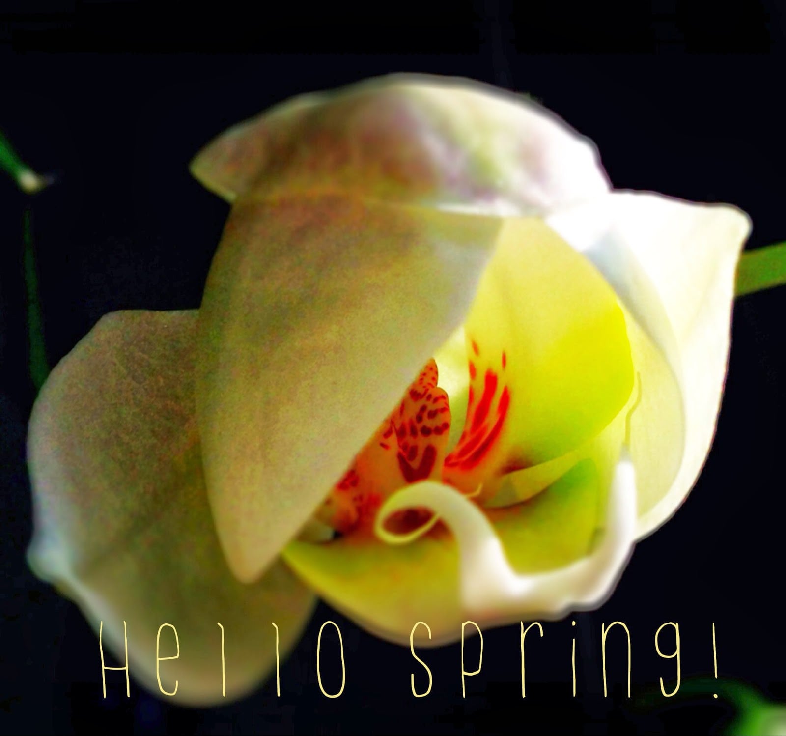 hello spring! - Happy Happy Nester