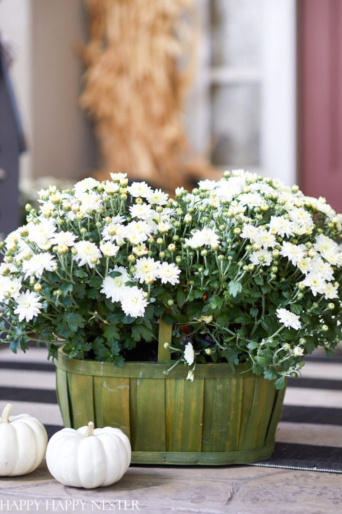 Fall Mum Display Ideas (Front Porch) - Happy Happy Nester