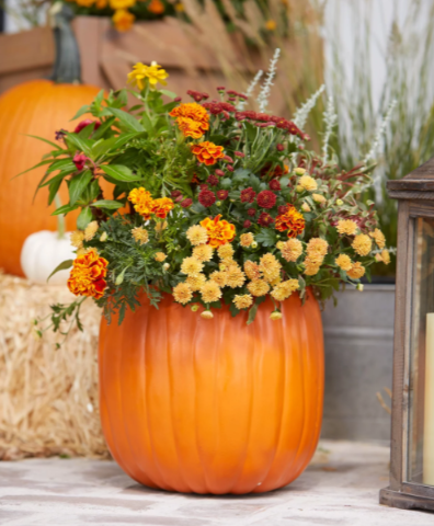 Fall Mum Display Ideas (Front Porch) - Happy Happy Nester